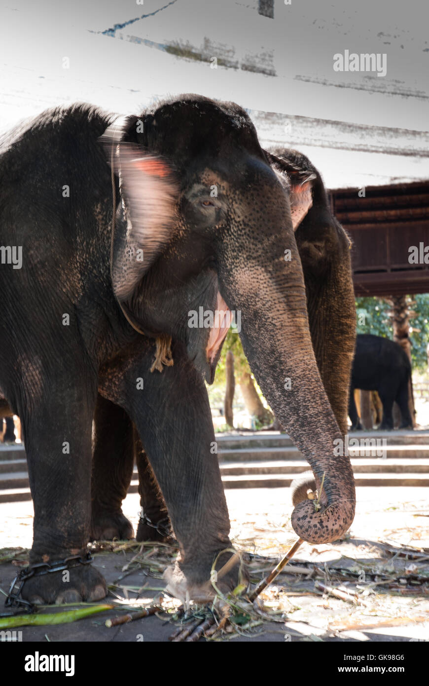 Elephant farm near Angkor Wat Stock Photo - Alamy