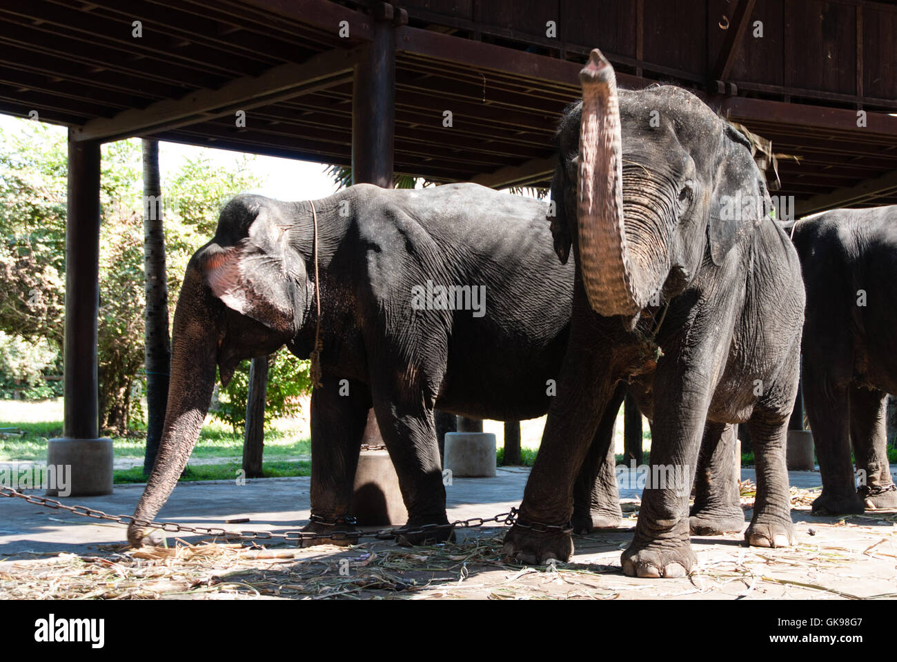 Elephant farm near Angkor Wat Stock Photo - Alamy