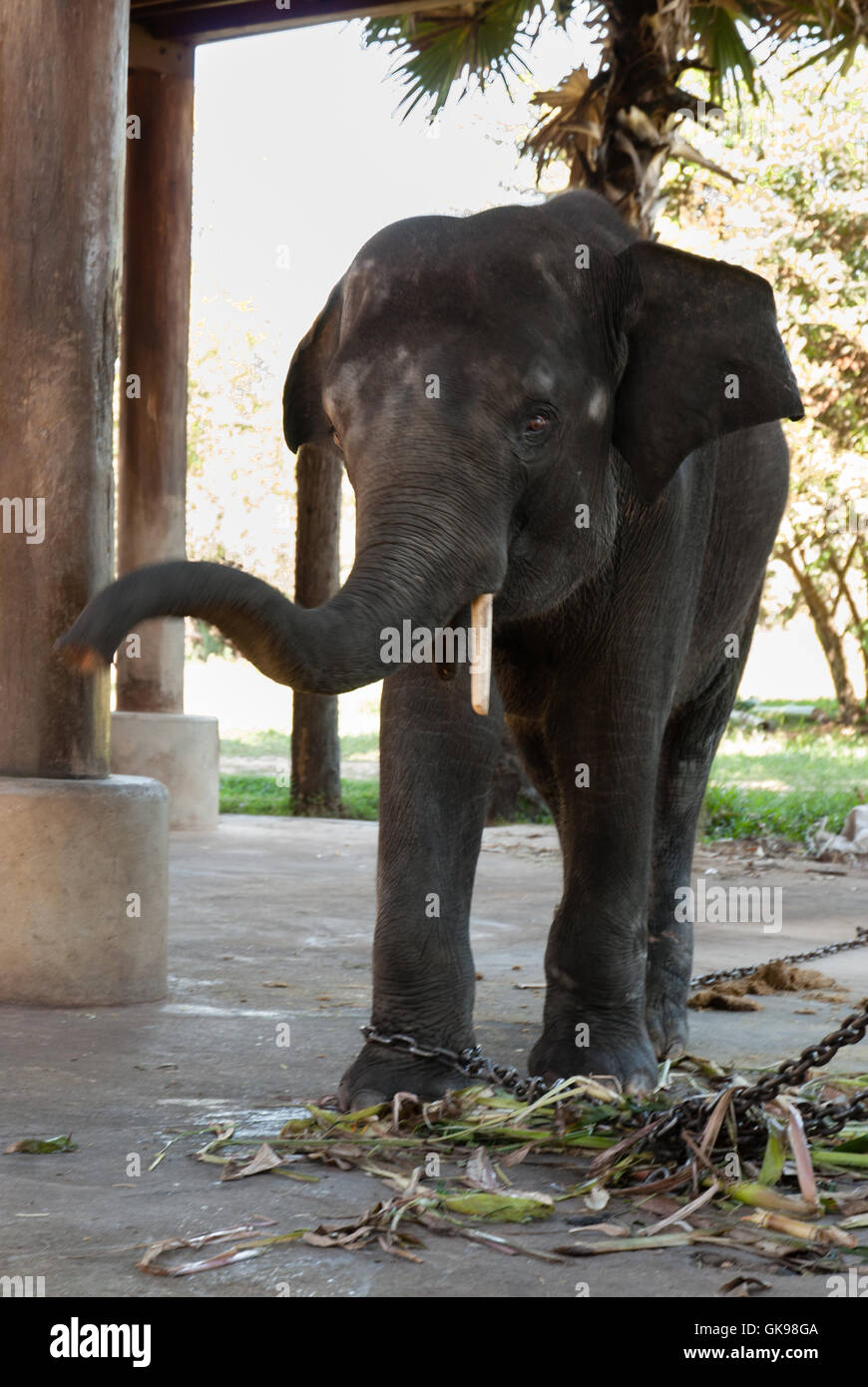 Elephant farm near Angkor Wat Stock Photo - Alamy