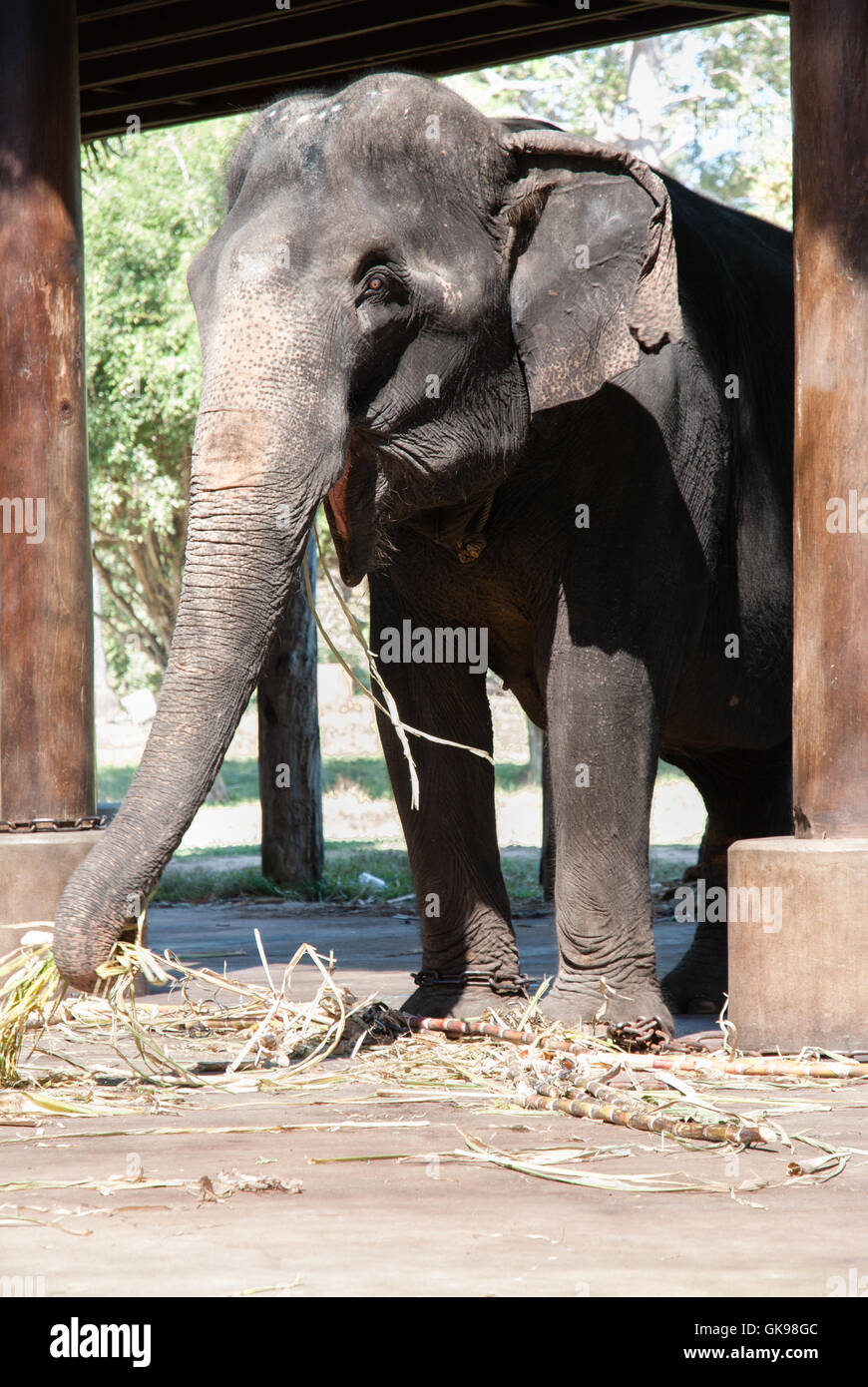 Elephant farm near Angkor Wat Stock Photo - Alamy
