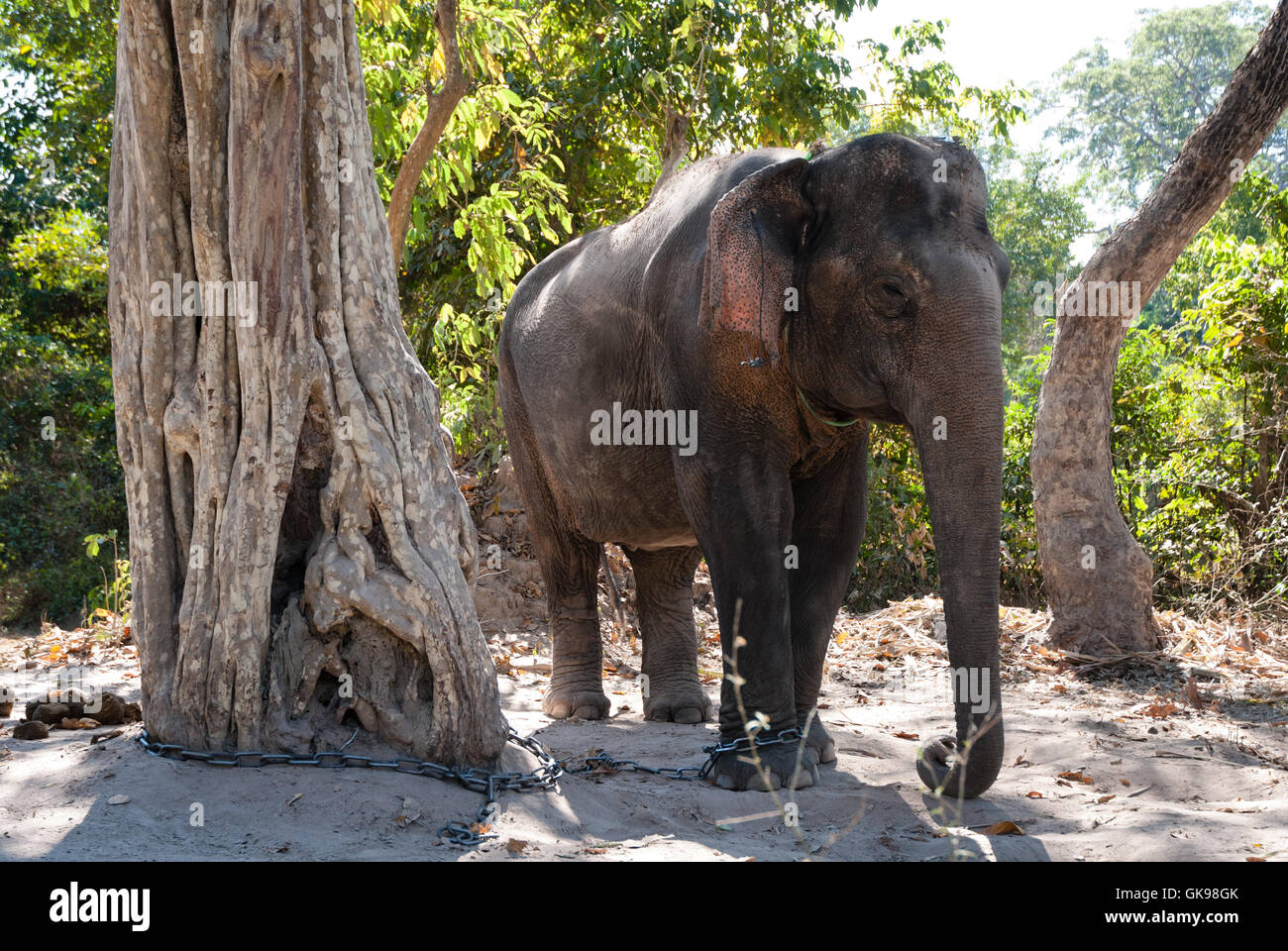 Elephant farm near Angkor Wat Stock Photo - Alamy