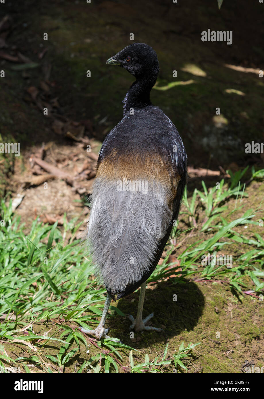 A Gray-winged Trumpeter, Psophia crepitans. Yasuni National Park ...