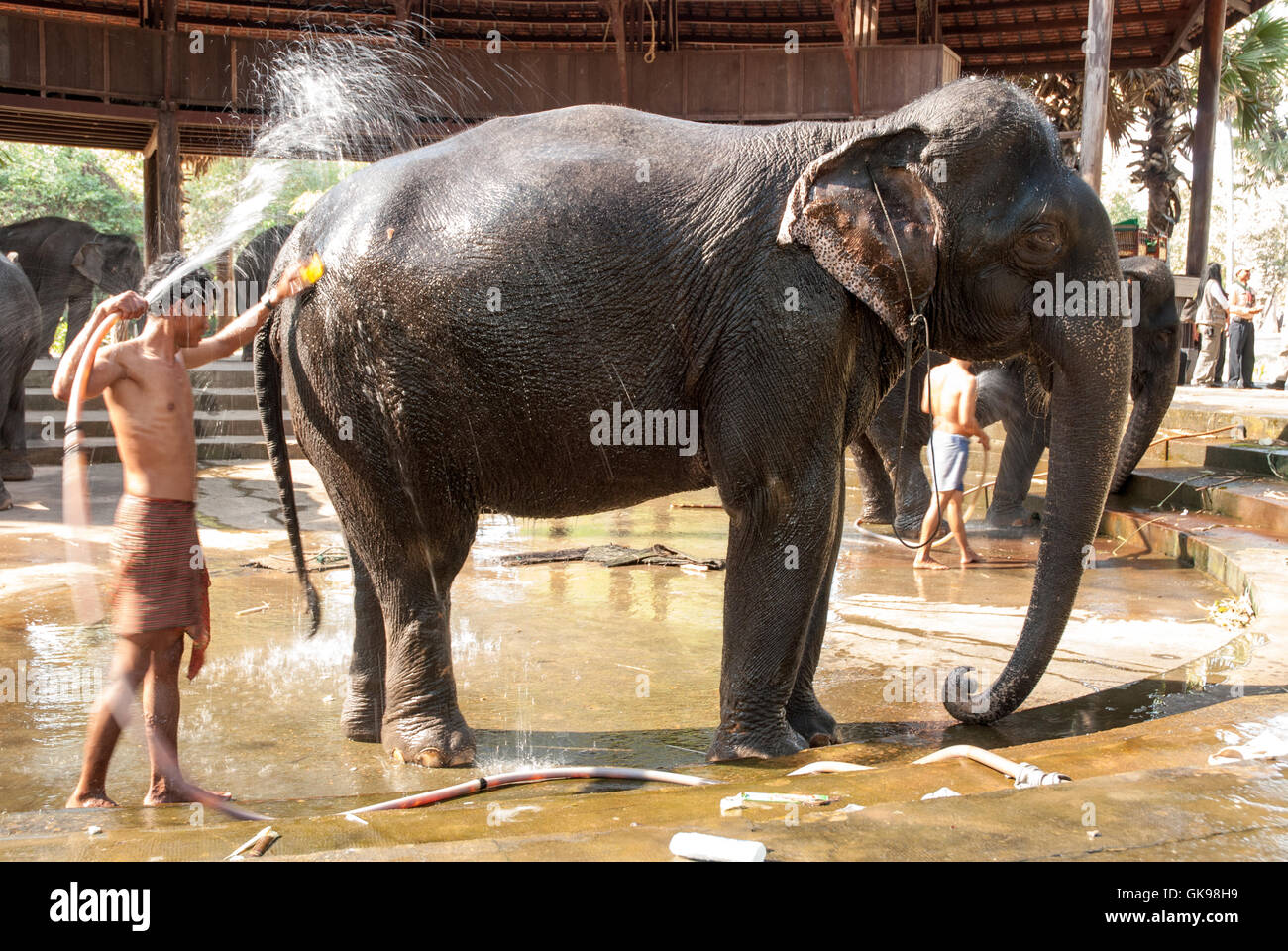 Elephant farm near Angkor Wat Stock Photo - Alamy