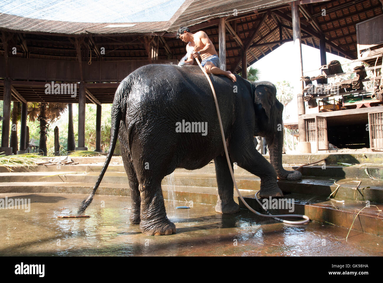 Elephant farm near Angkor Wat Stock Photo - Alamy