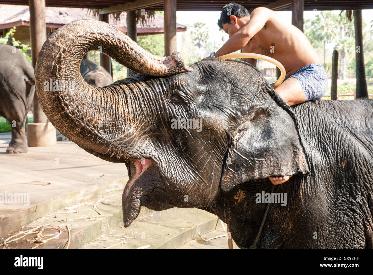 Elephant farm near Angkor Wat Stock Photo - Alamy