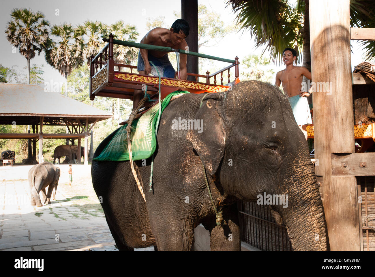 Elephant farm near Angkor Wat Stock Photo - Alamy