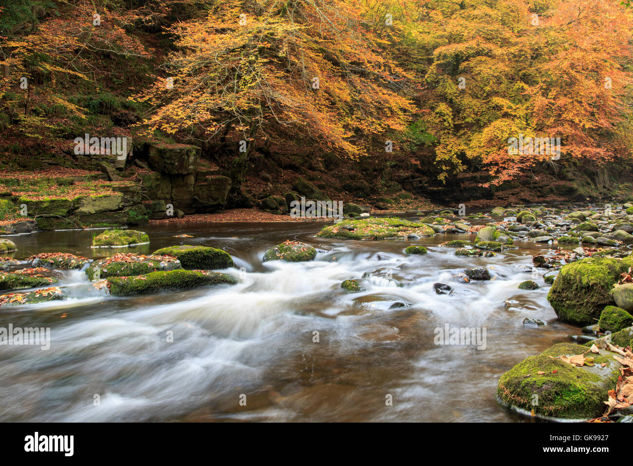An autumn view of the River Allen at Allen Banks, Northumberland ...