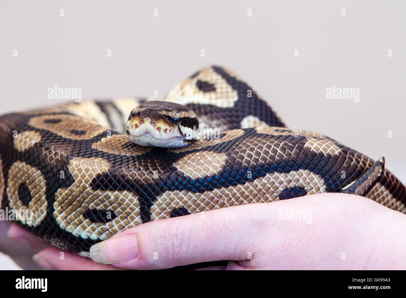 Royal ball hi-res stock photography and images - Alamy