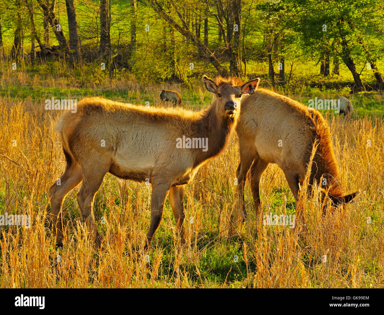 Recreation elk hi-res stock photography and images - Alamy