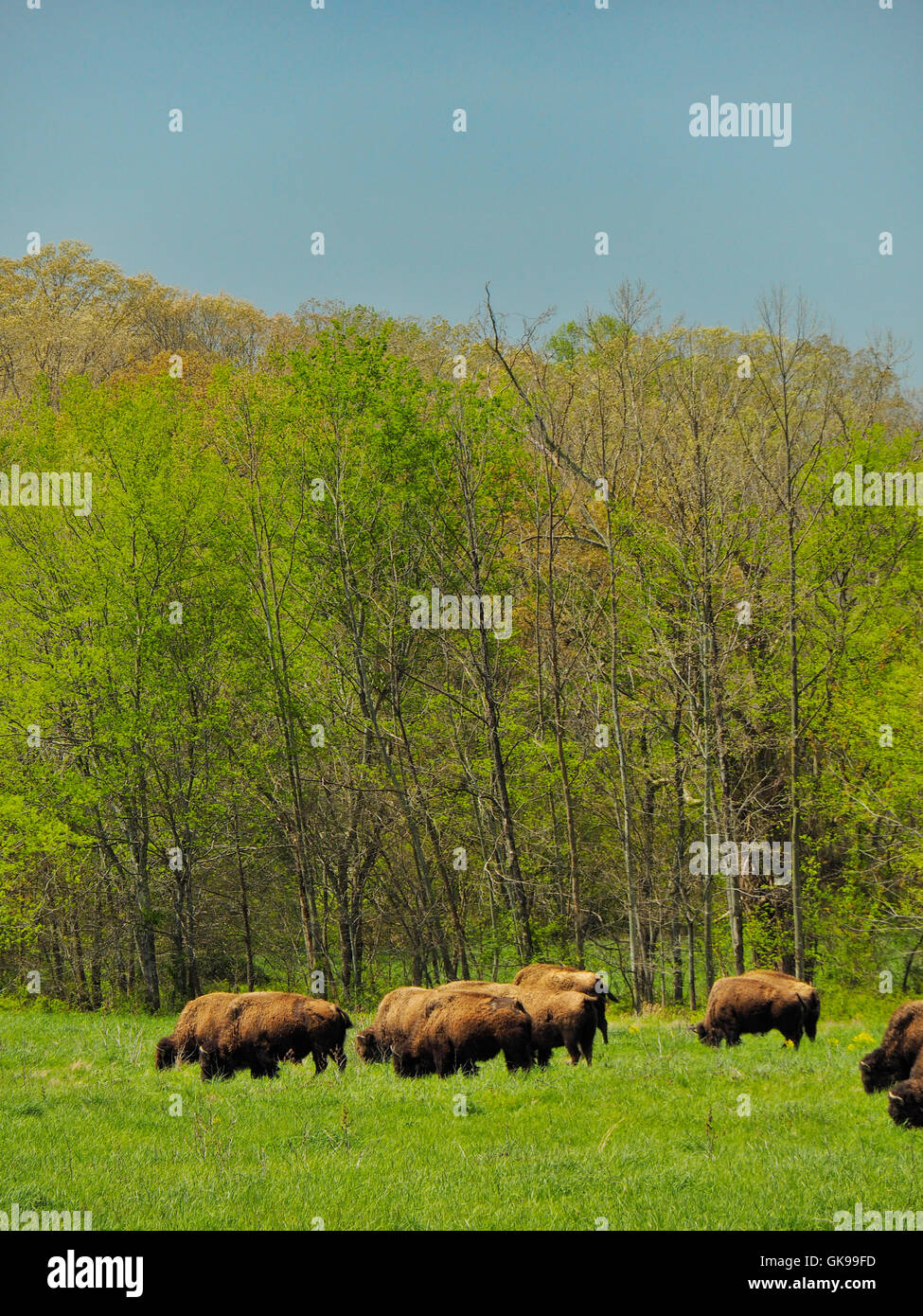 Bison, Elk and Bison Prairie, Land Between The Lakes National ...