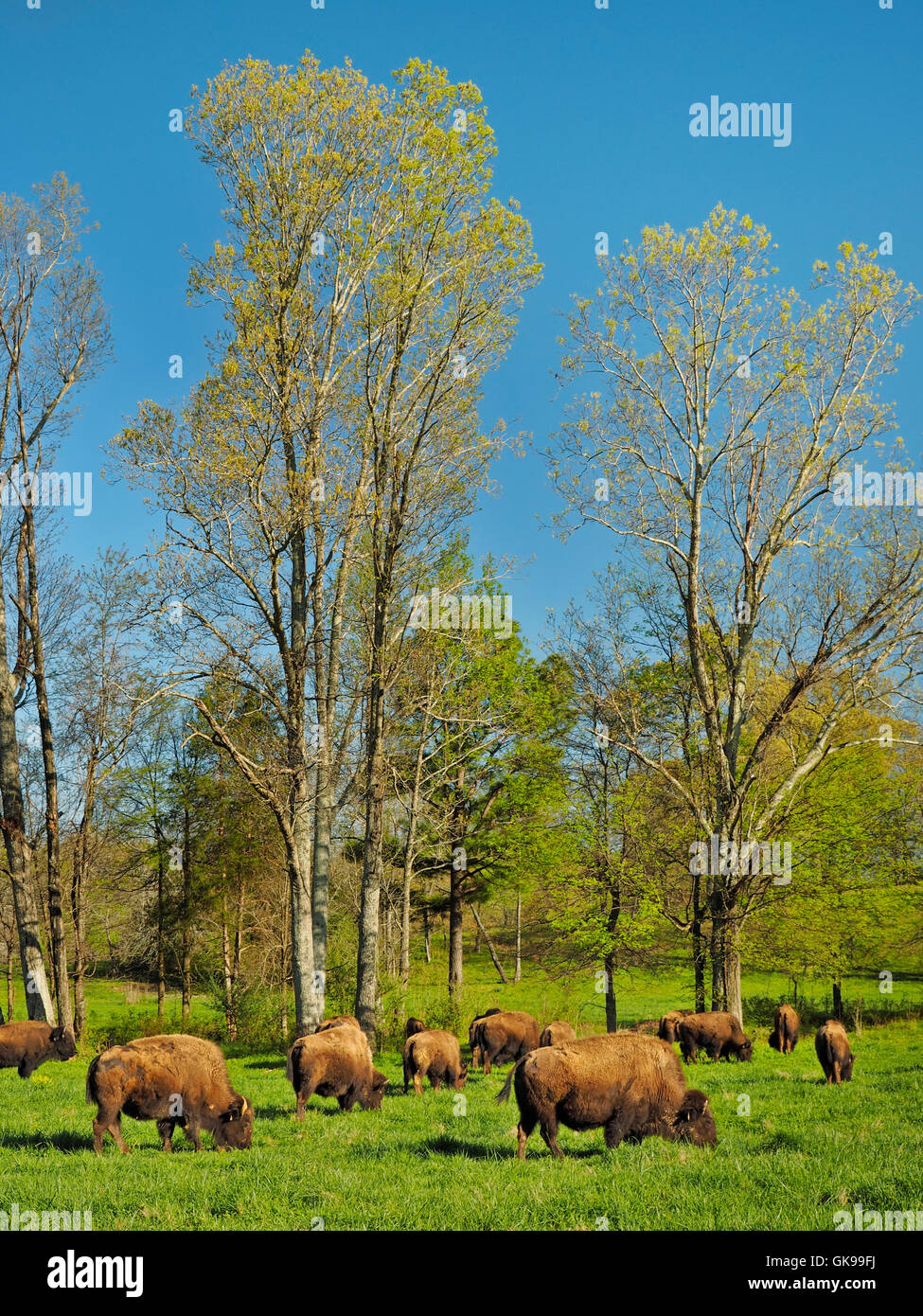 Bison, Elk and Bison Prairie, Land Between The Lakes National ...