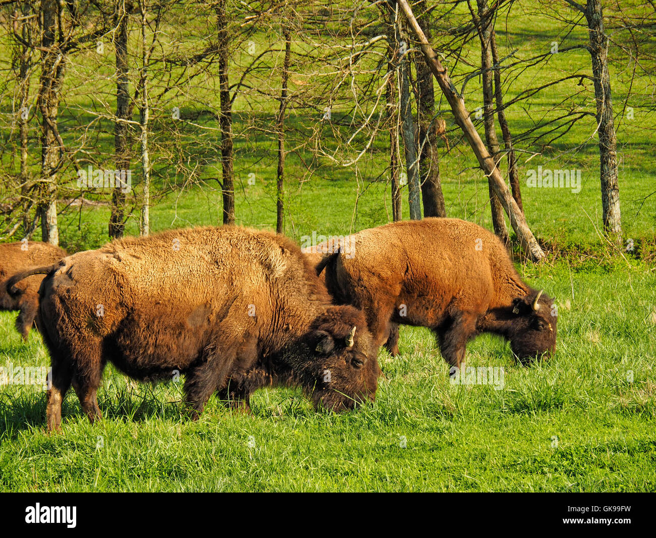 Golden pond kentucky hi-res stock photography and images - Alamy