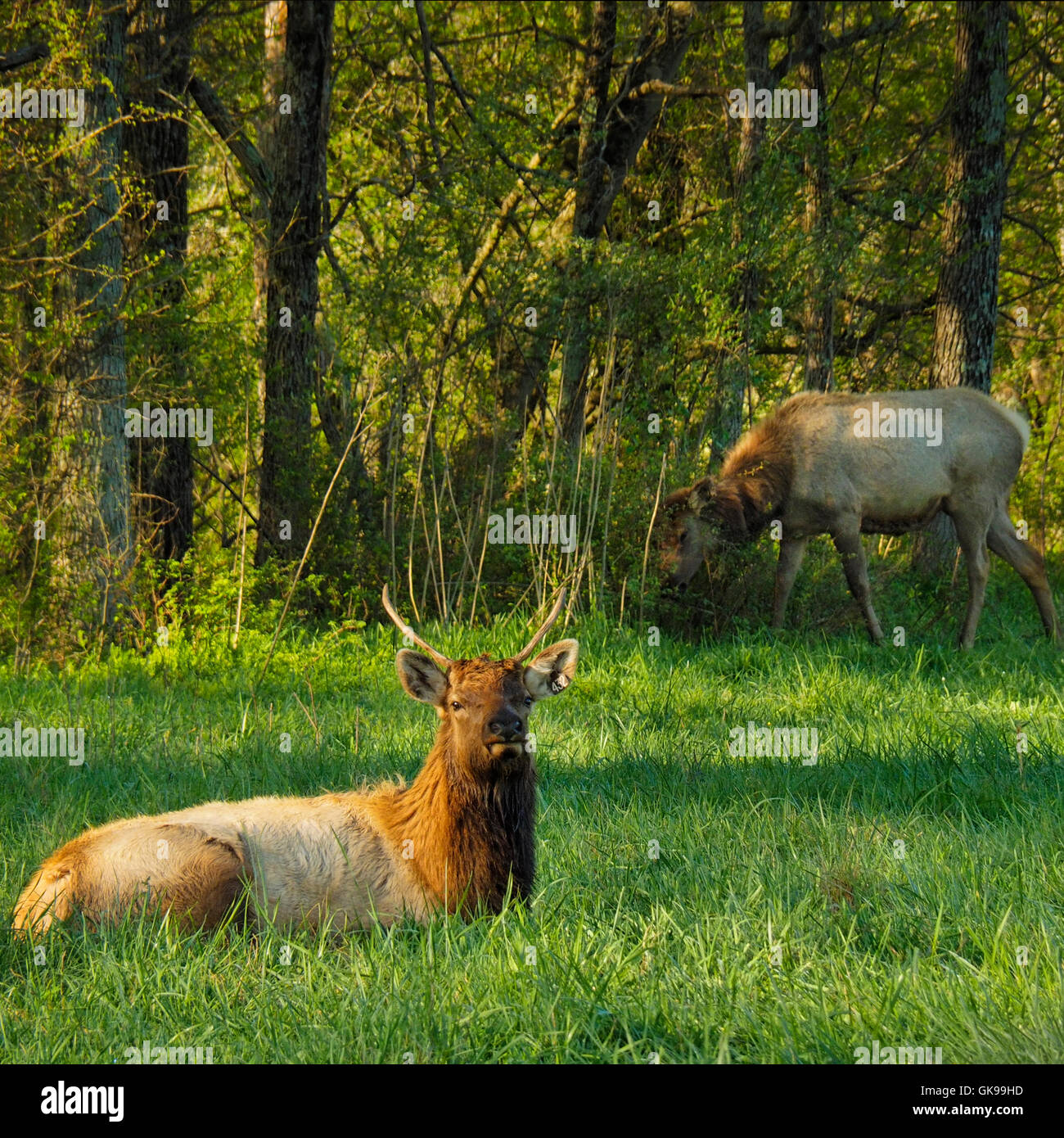 Prairie bull bison hi-res stock photography and images - Alamy