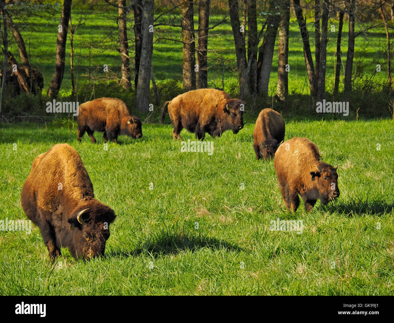 Golden pond kentucky hi-res stock photography and images - Alamy