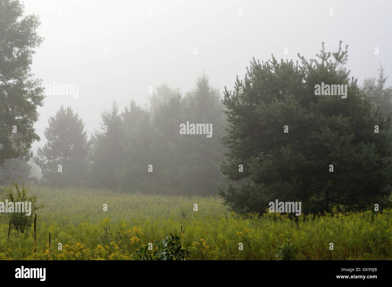 Wilderness Landscape in the Fog Stock Photo - Alamy