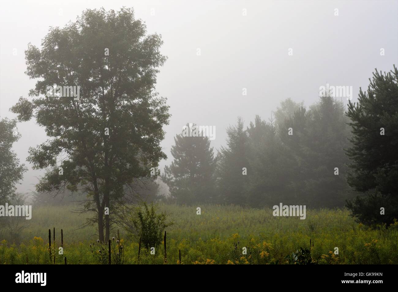 Wilderness Landscape in the Fog Stock Photo - Alamy