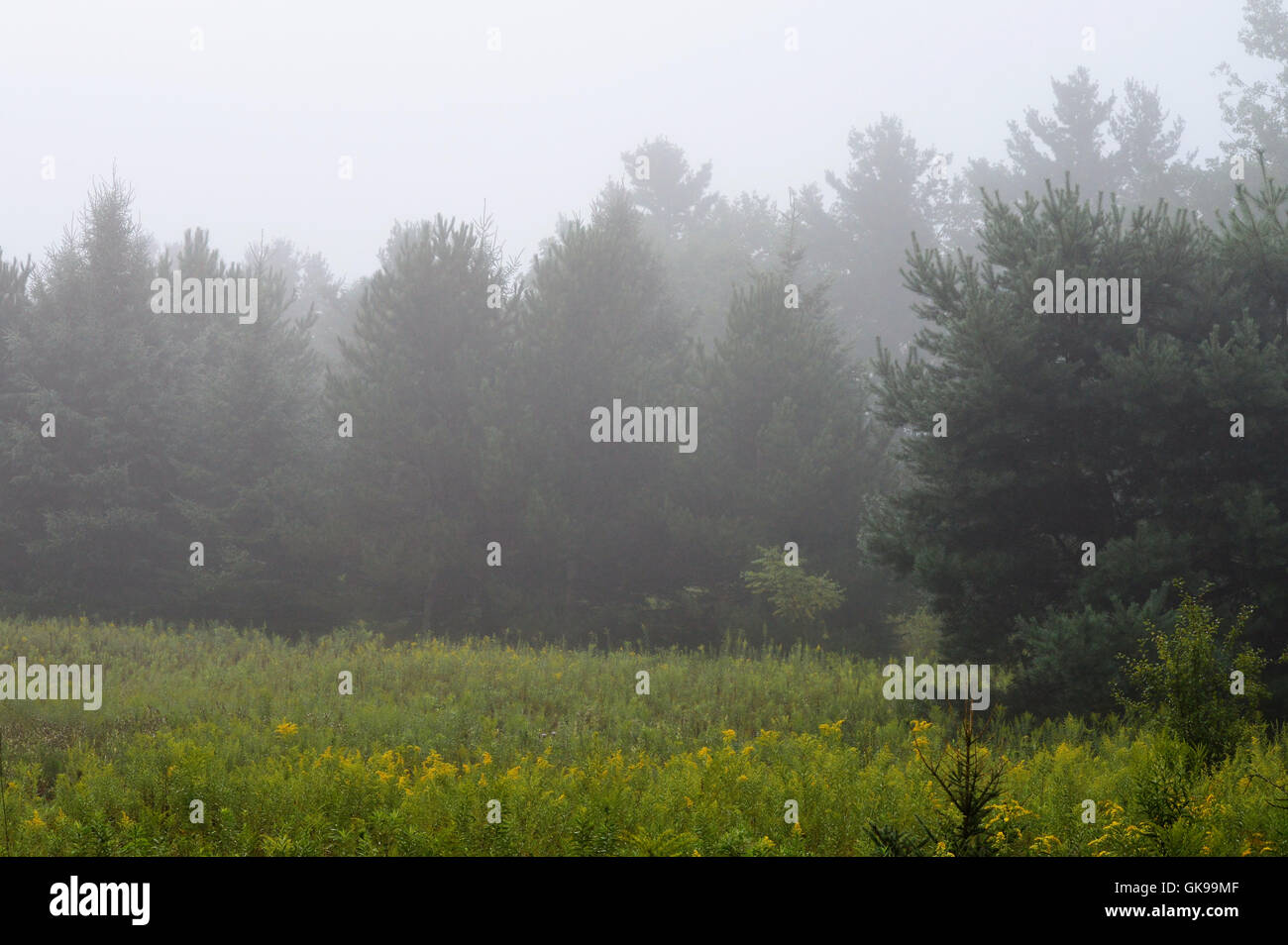 Wilderness Landscape in the Fog Stock Photo - Alamy