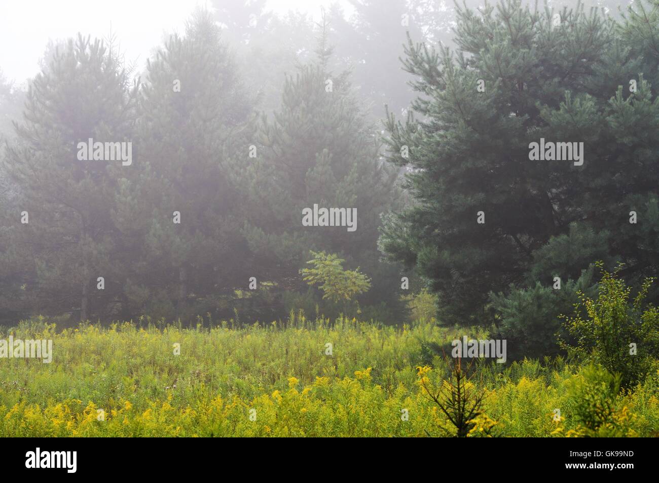 Wilderness Landscape in the Fog Stock Photo - Alamy