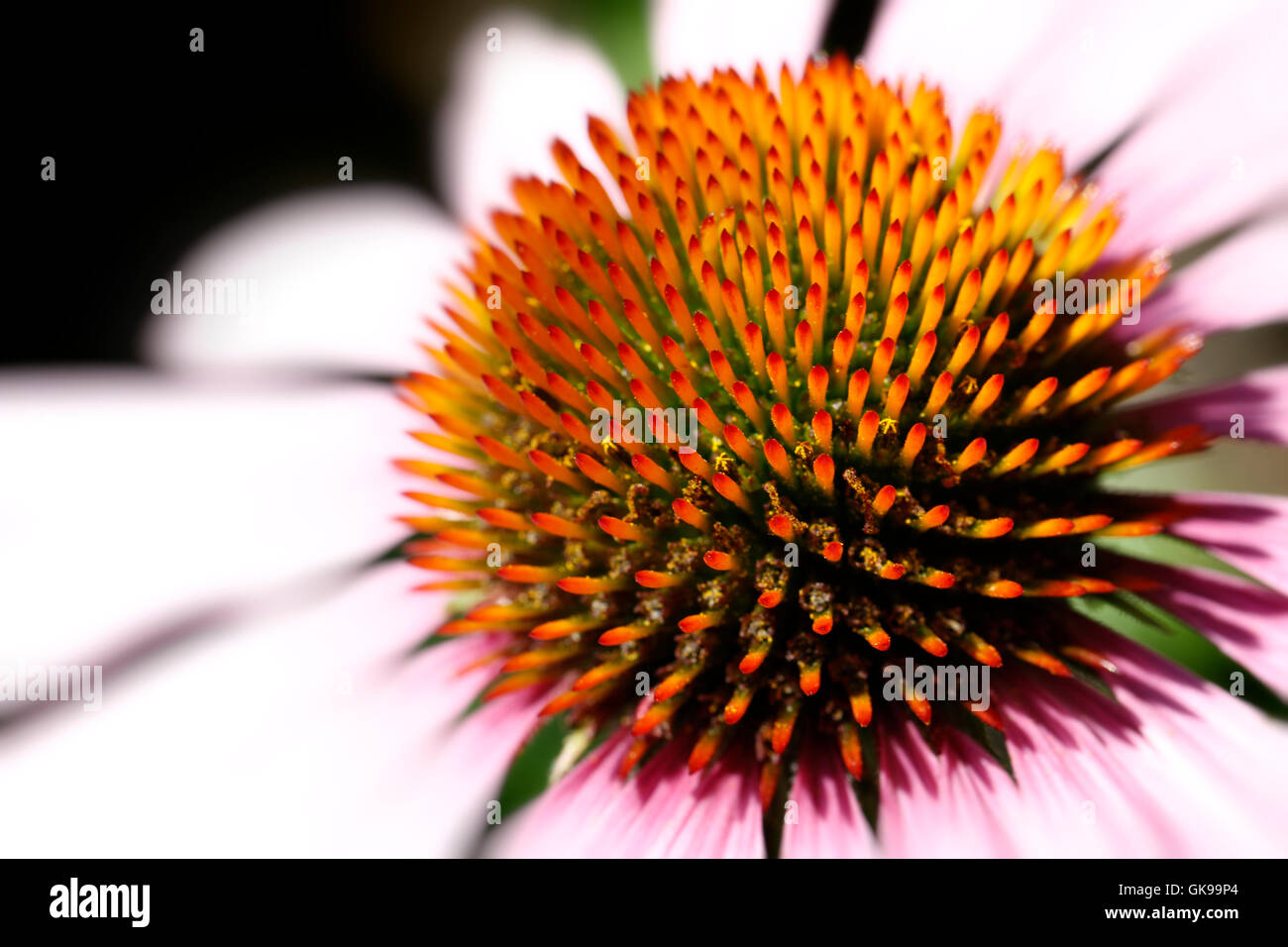Closeup coneflower hi-res stock photography and images - Alamy