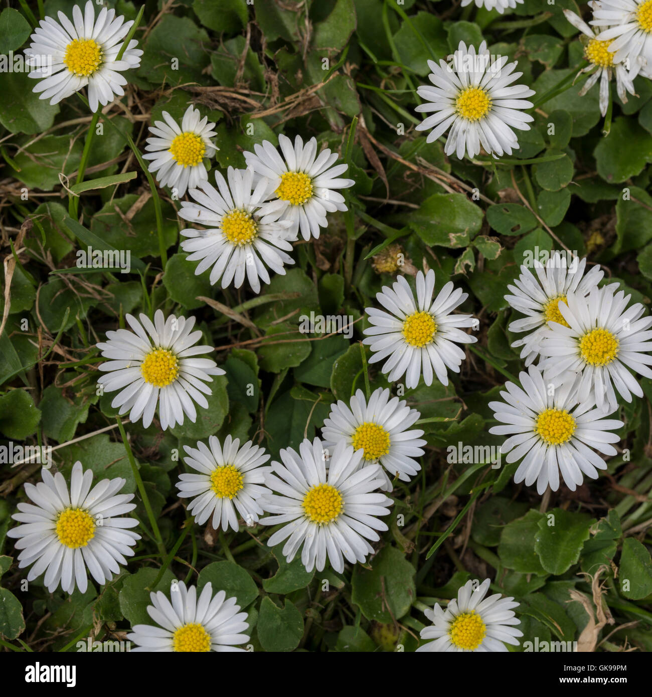 Growing in grass hi-res stock photography and images - Alamy