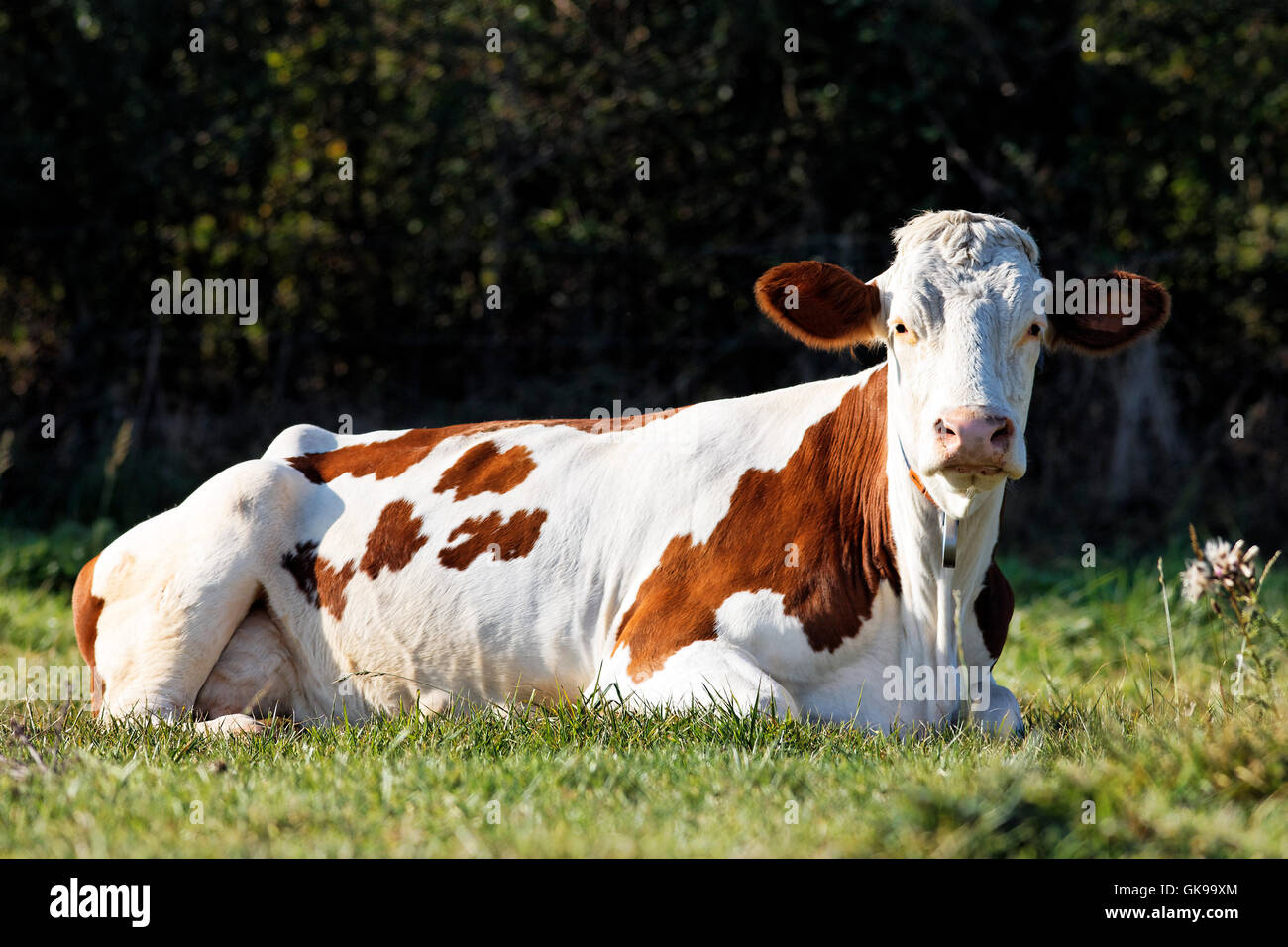 cow food aliment Stock Photo - Alamy