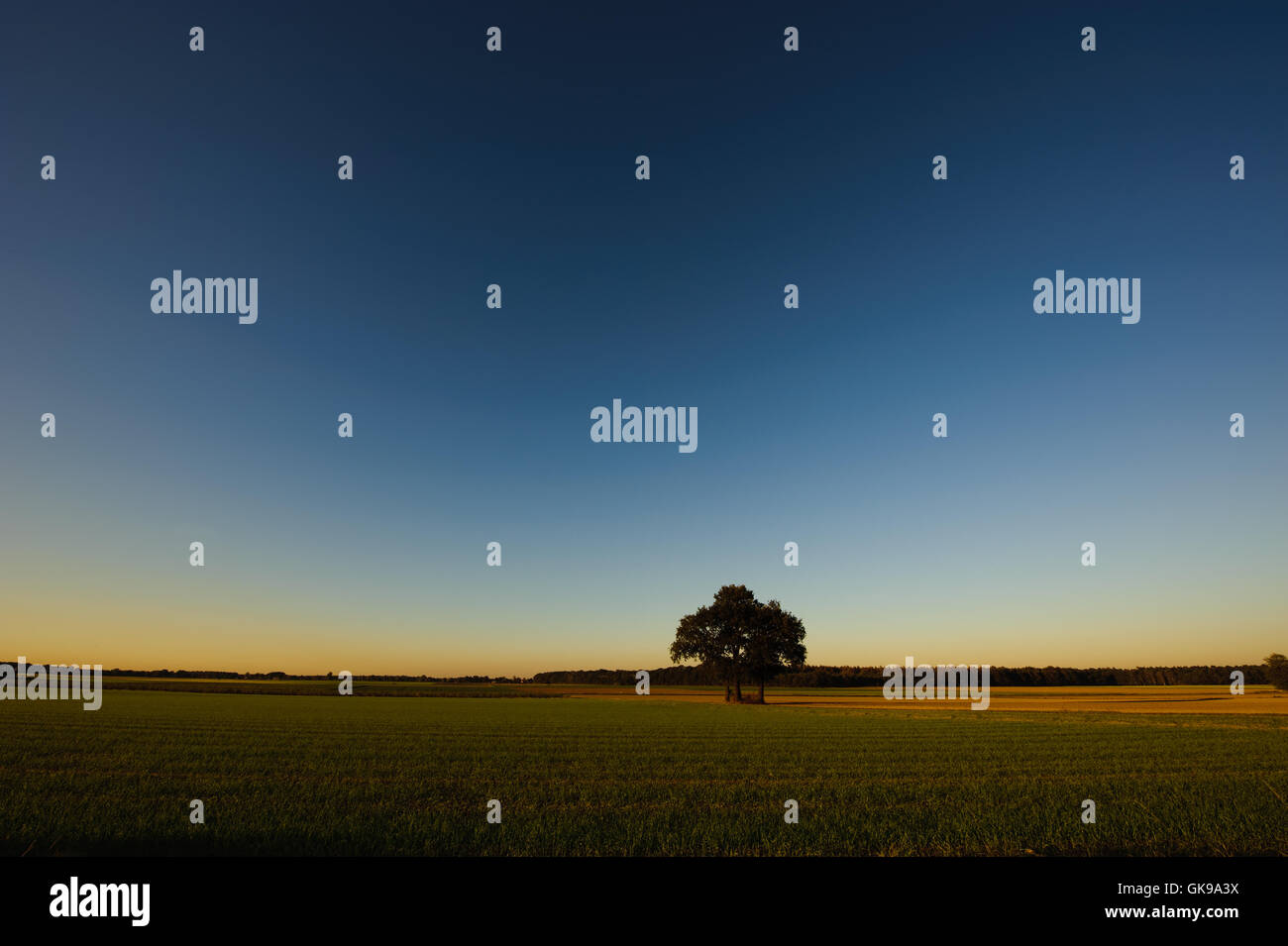 tree horizon agriculture Stock Photo - Alamy