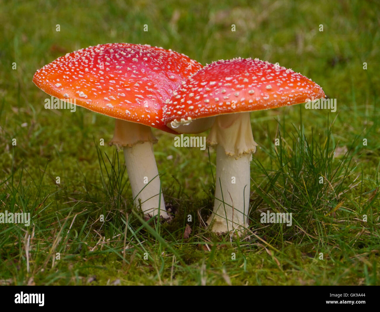 Common toadstools hi-res stock photography and images - Alamy