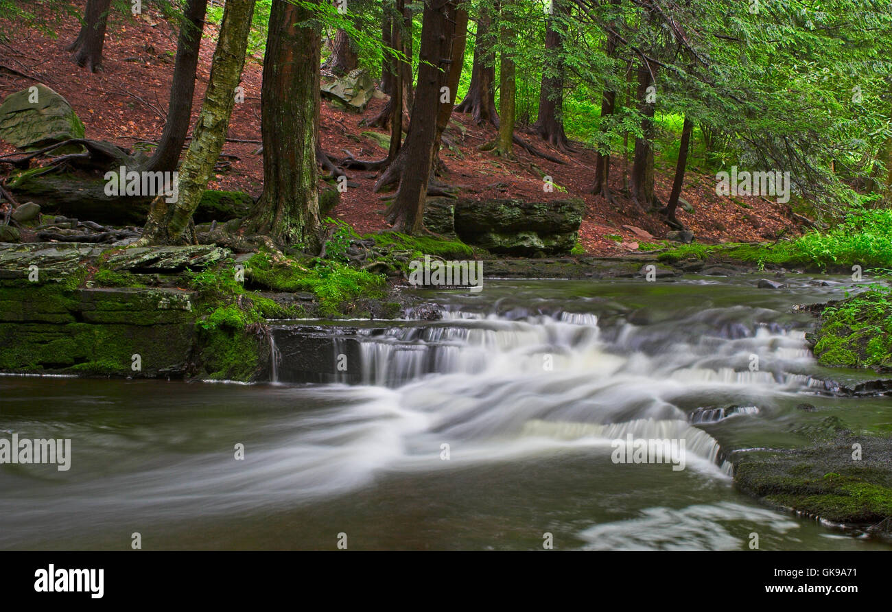 tree trees stream Stock Photo - Alamy