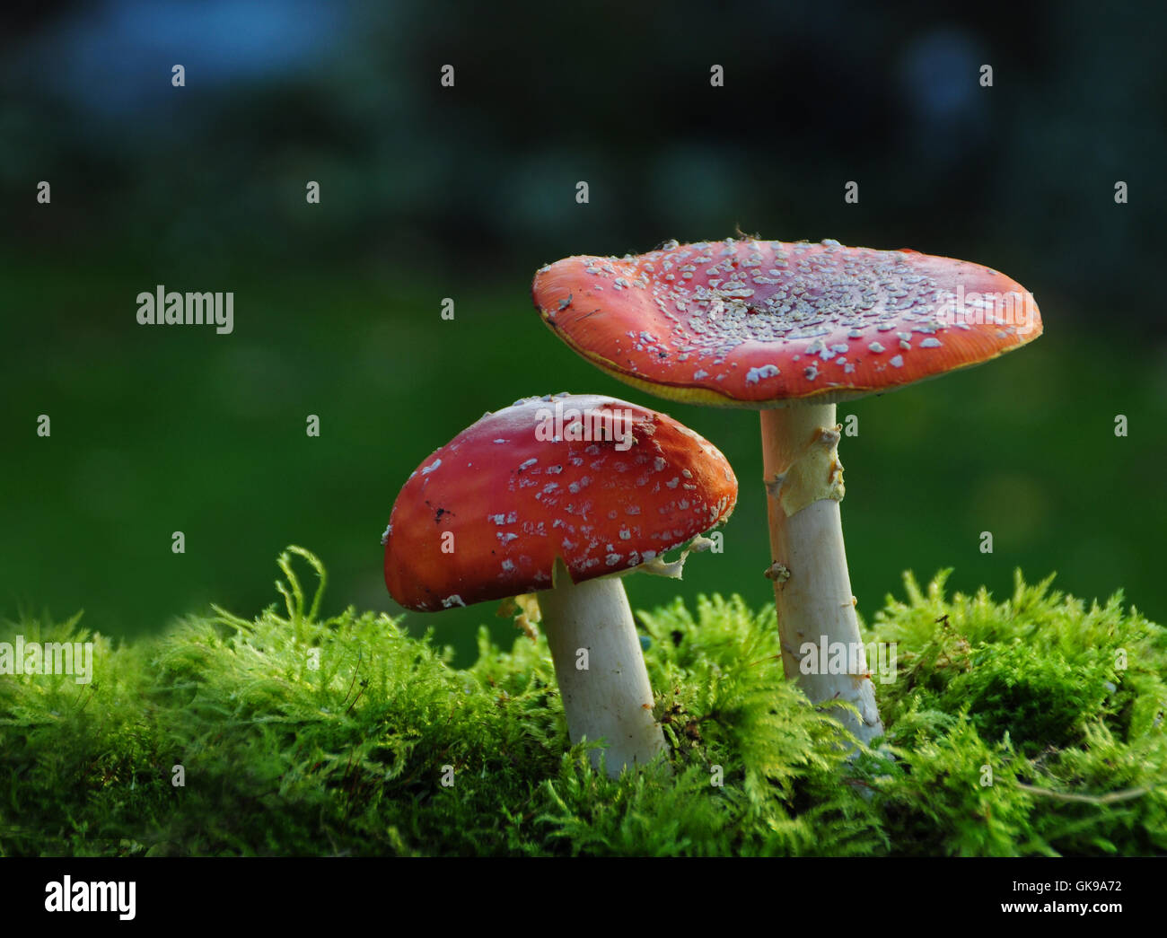 Two fungus hi-res stock photography and images - Alamy