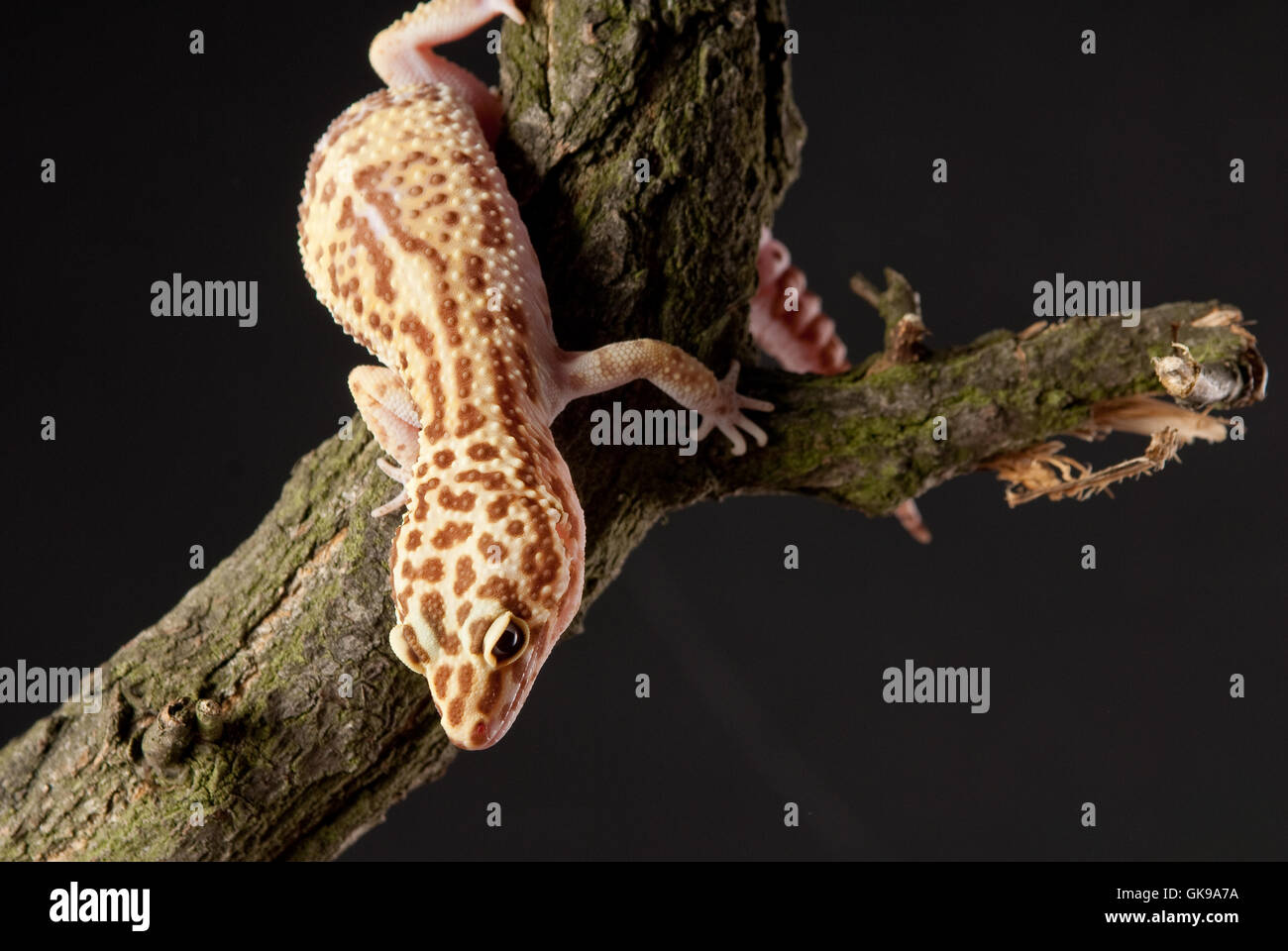 isolated animal pet Stock Photo - Alamy