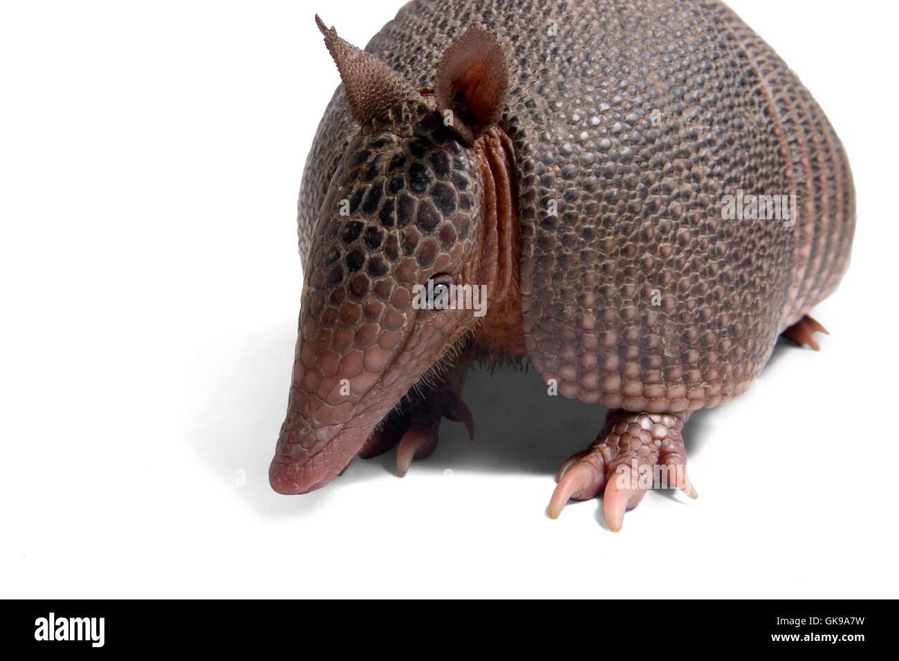 mammal wildlife claws Stock Photo - Alamy