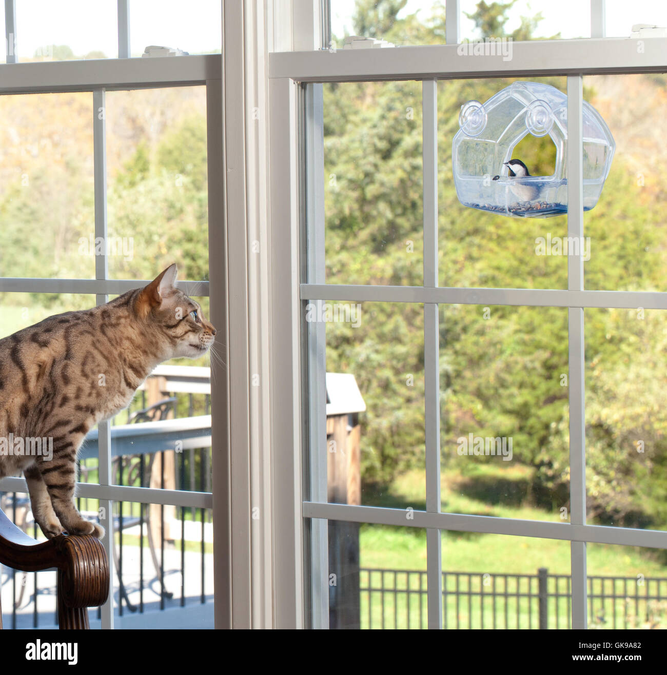 Birding window hi-res stock photography and images - Alamy