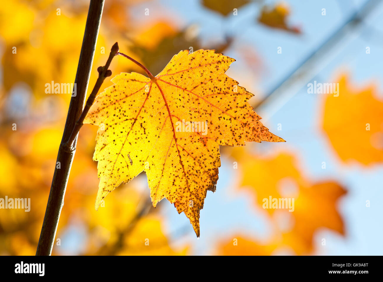 October colours hi-res stock photography and images - Alamy