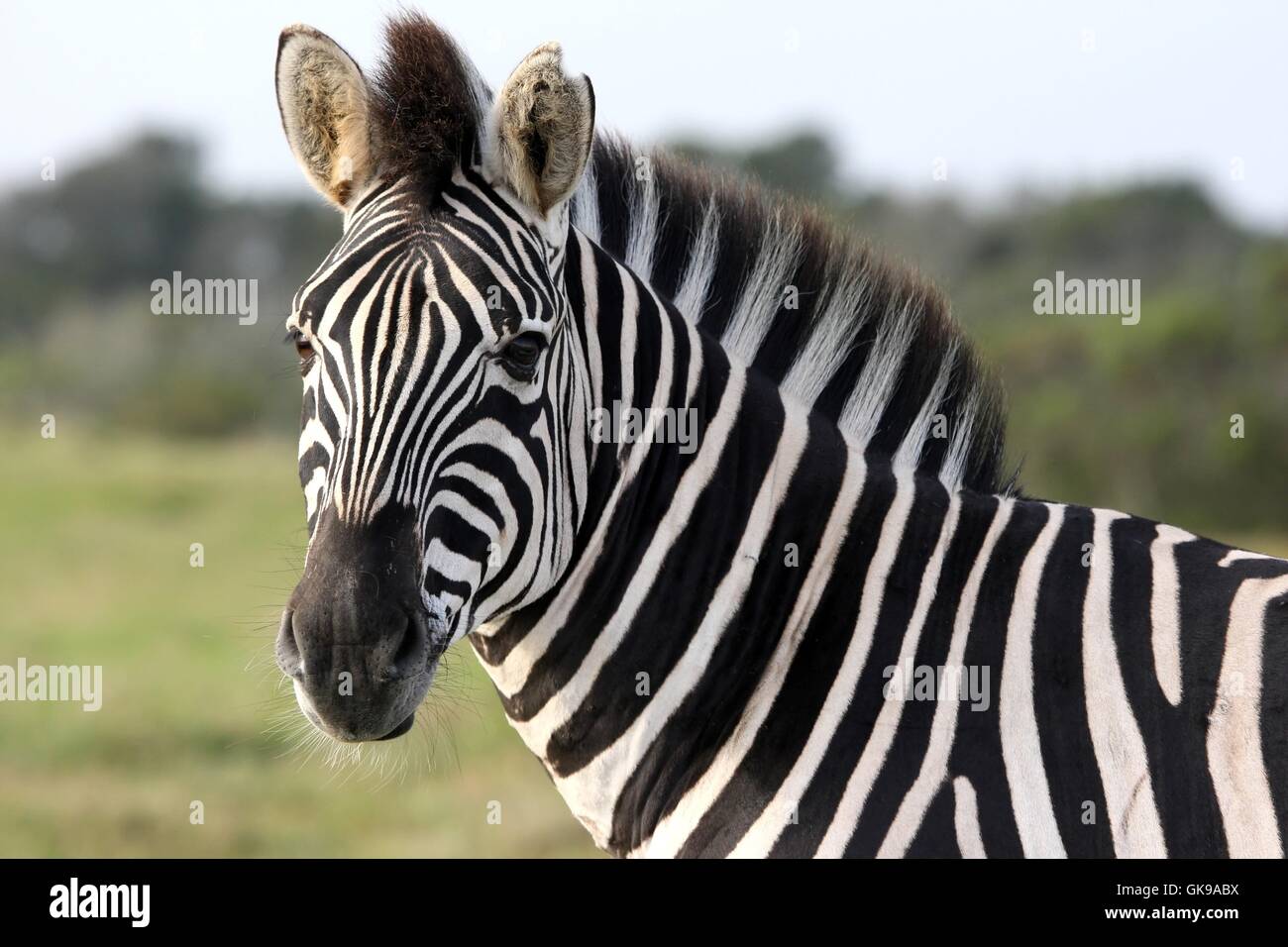 closeup park animal Stock Photo - Alamy
