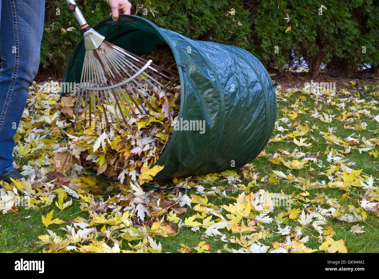 autumn leaves rake in the garden Stock Photo - Alamy