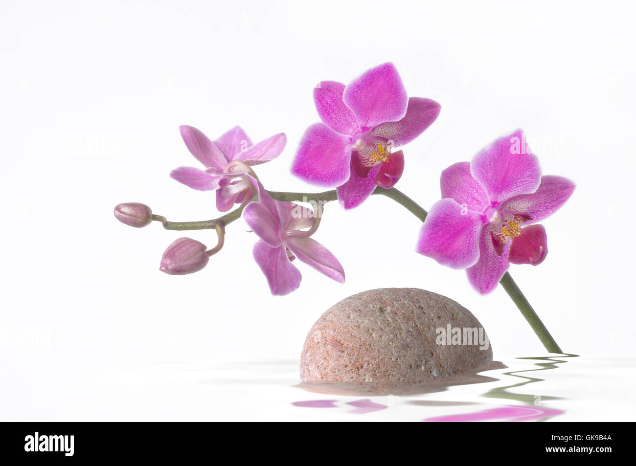 stone bloom blossom Stock Photo - Alamy