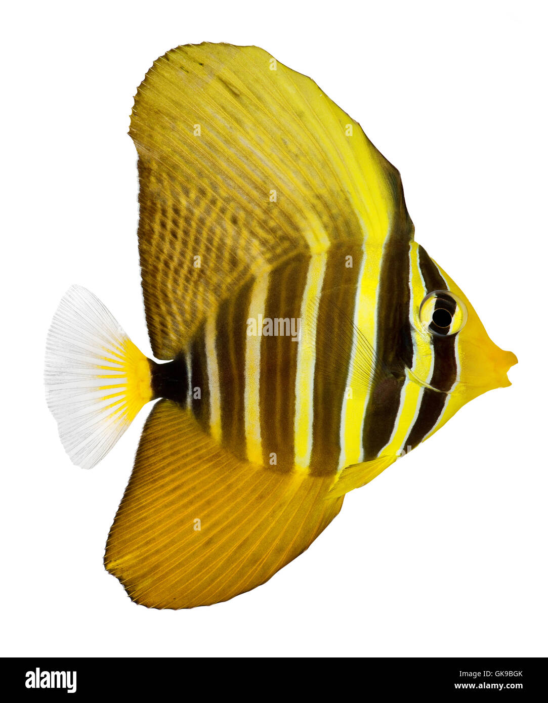 Black sailfin tang hi-res stock photography and images - Alamy