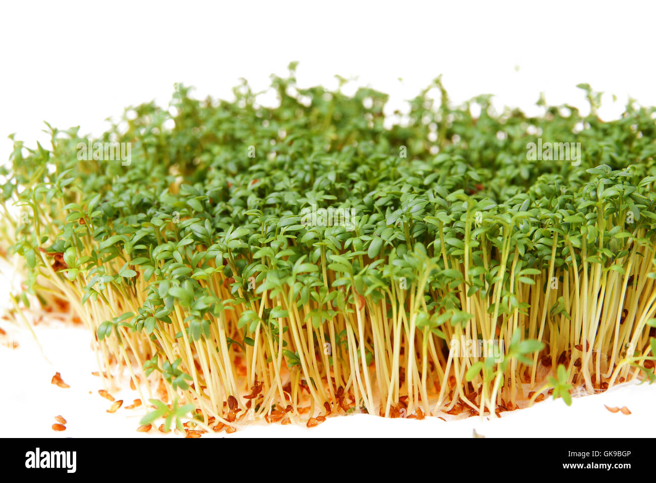 leaf isolated spring Stock Photo - Alamy