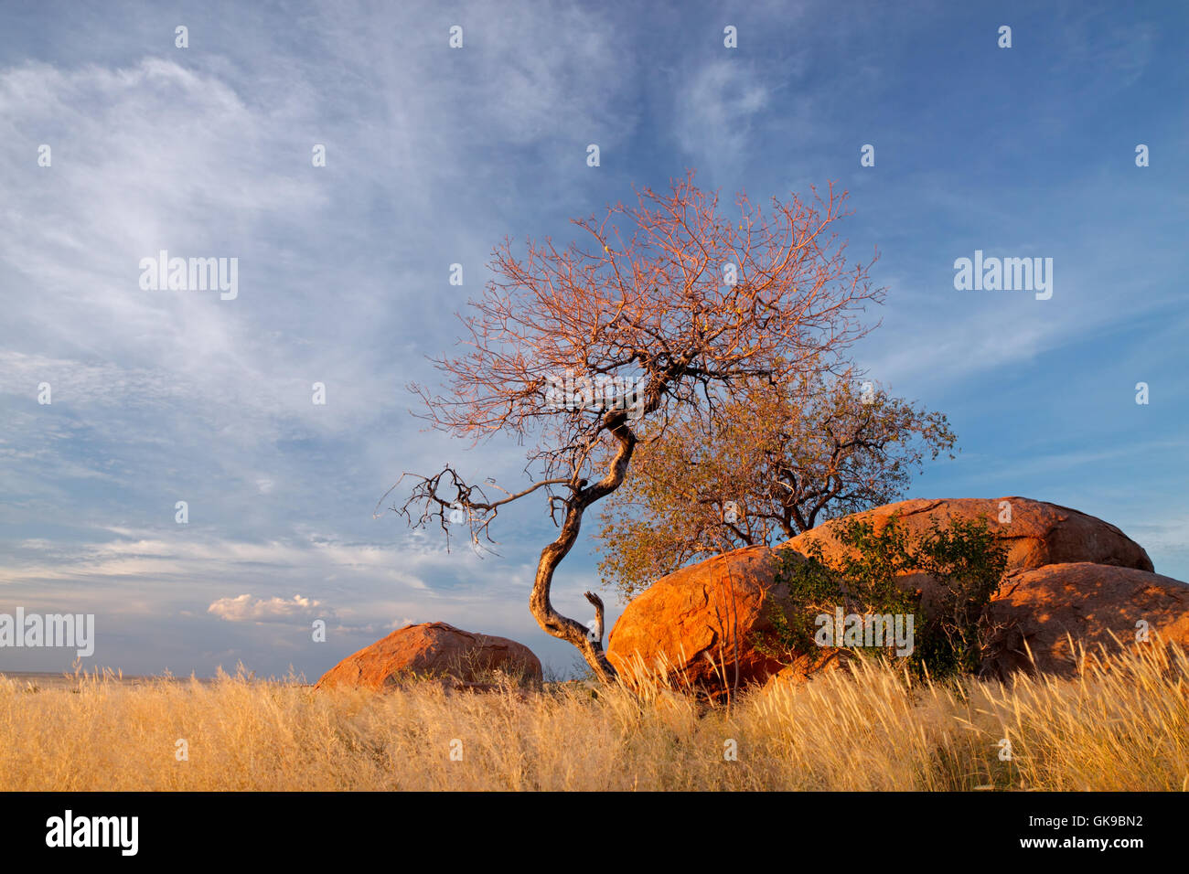 tree trees africa Stock Photo - Alamy