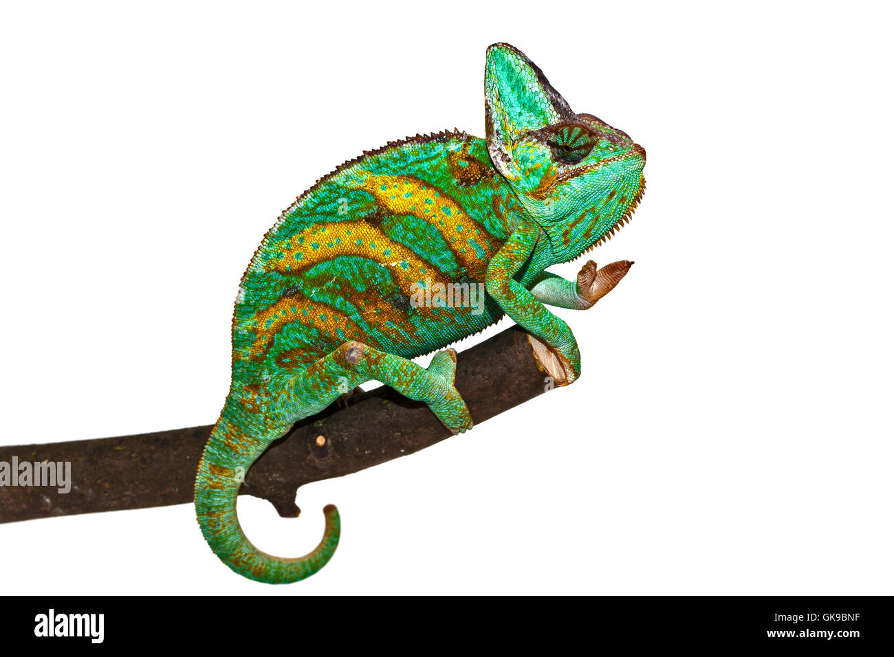 eye organ reptiles Stock Photo - Alamy