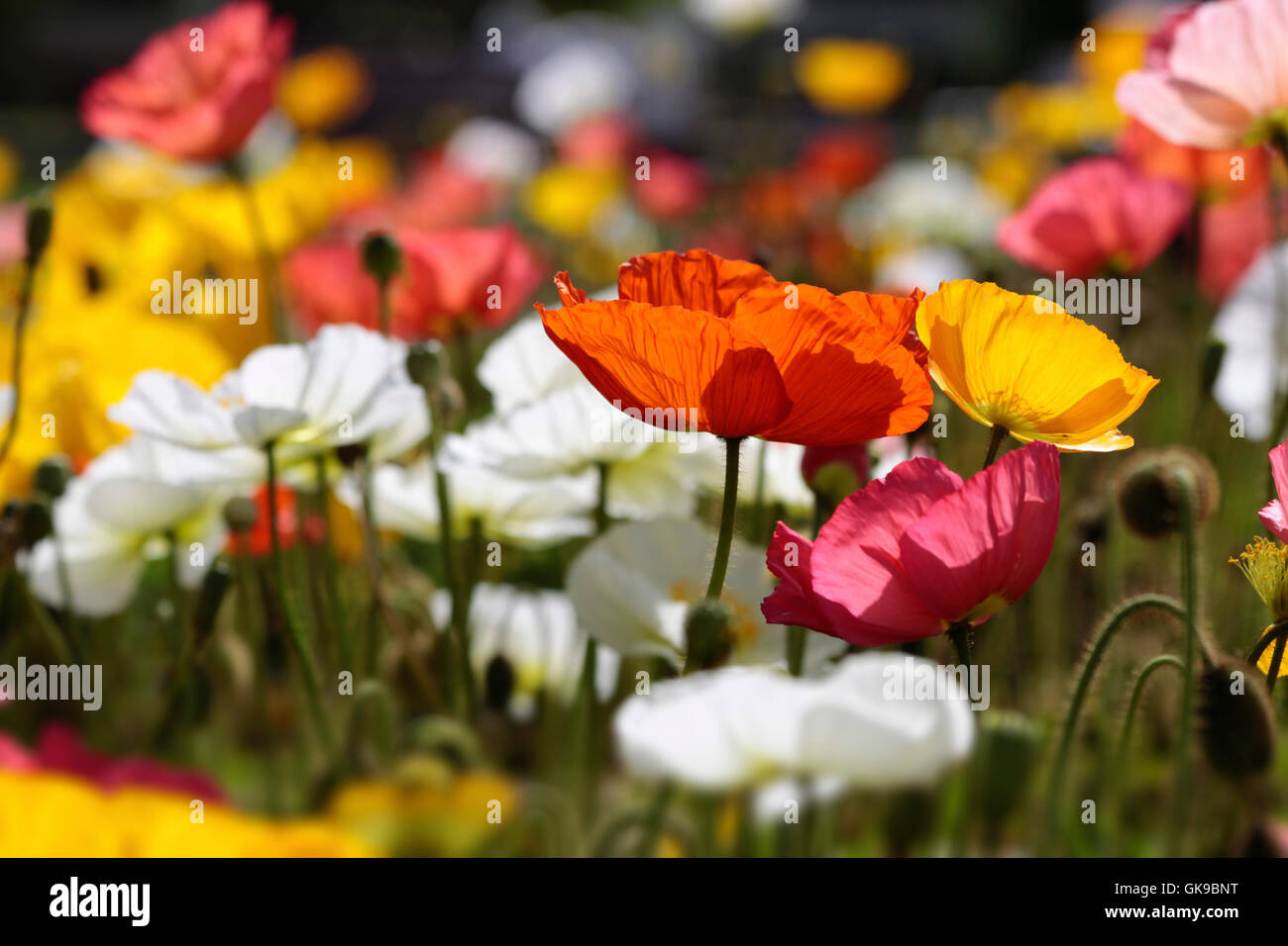 Poppies flower hi-res stock photography and images - Alamy