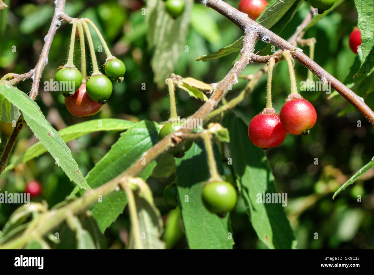 Panama berry hi-res stock photography and images - Alamy