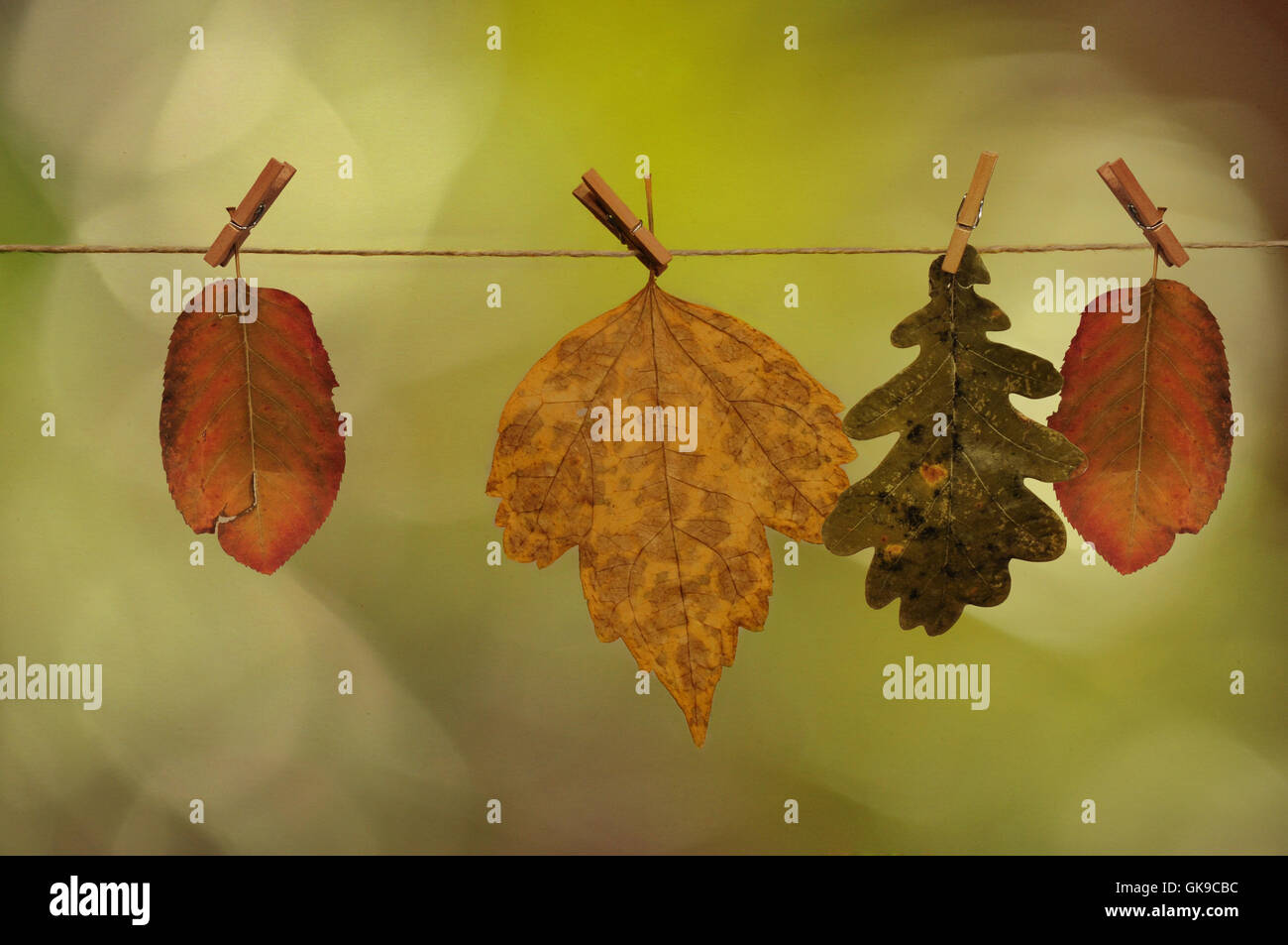 leaves deciduous tree autumn leaves Stock Photo - Alamy