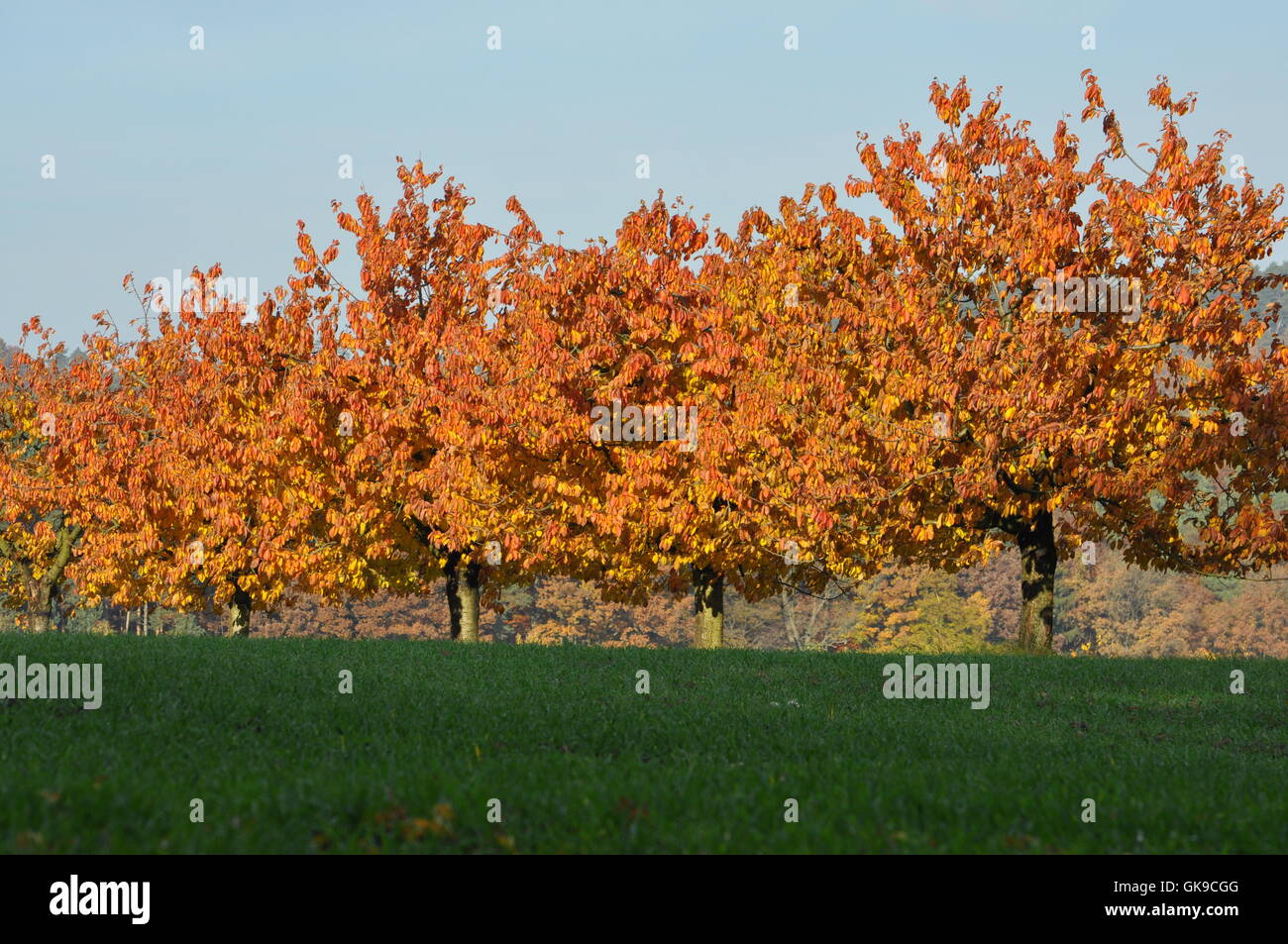 leaves row autumn colours Stock Photo - Alamy