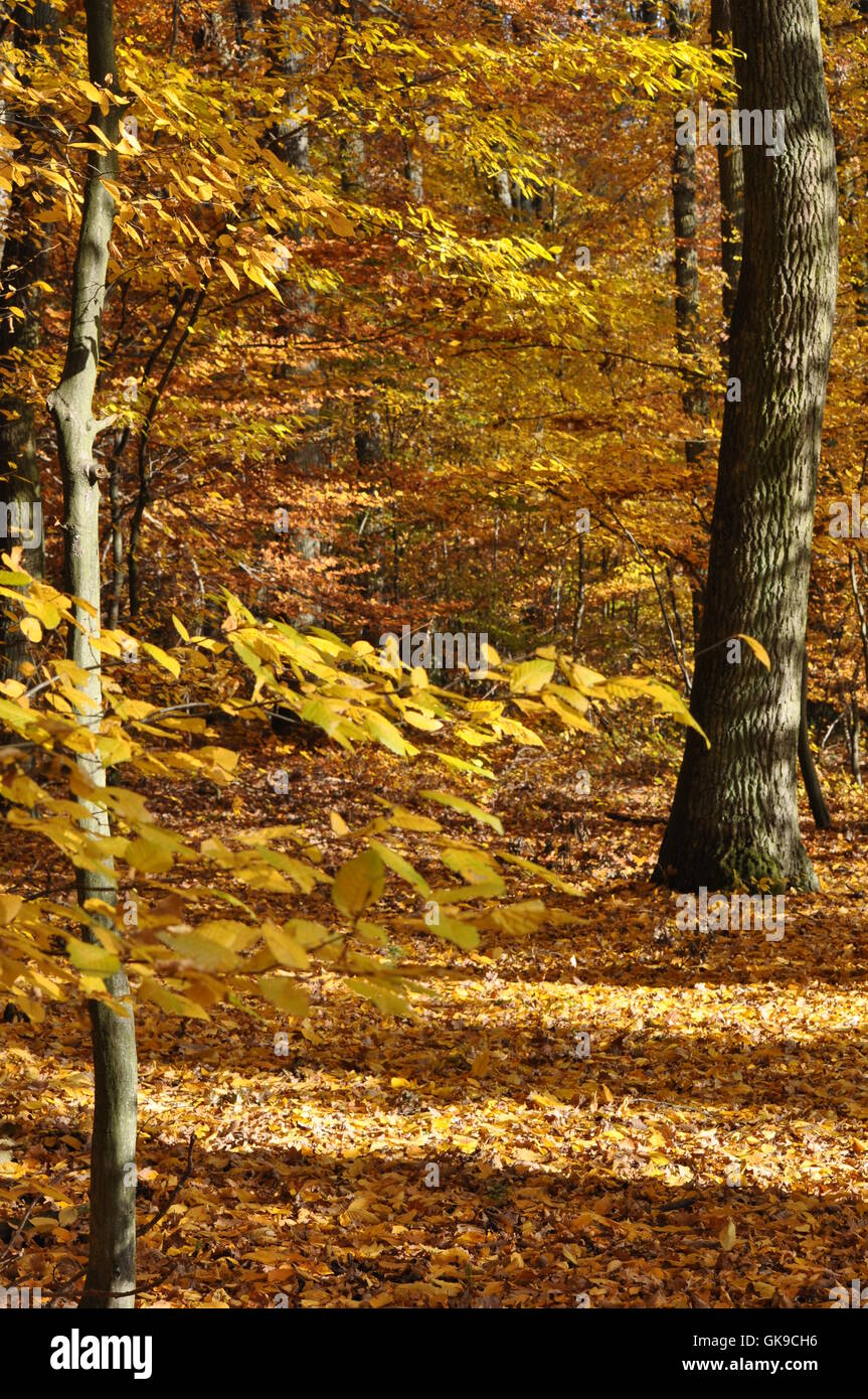 Coloured tree hi-res stock photography and images - Alamy