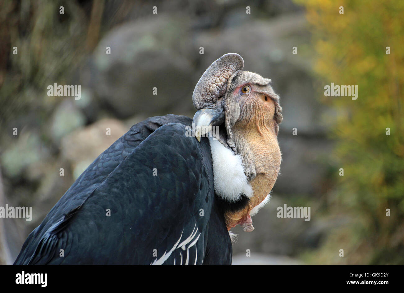 Andean condor sitting Stock Photo - Alamy