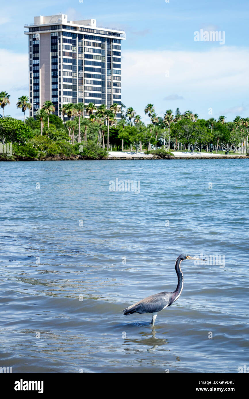 Sarasota Florida,Bayfront Park,Marina Plaza,marina,high-rise,high-rise ...