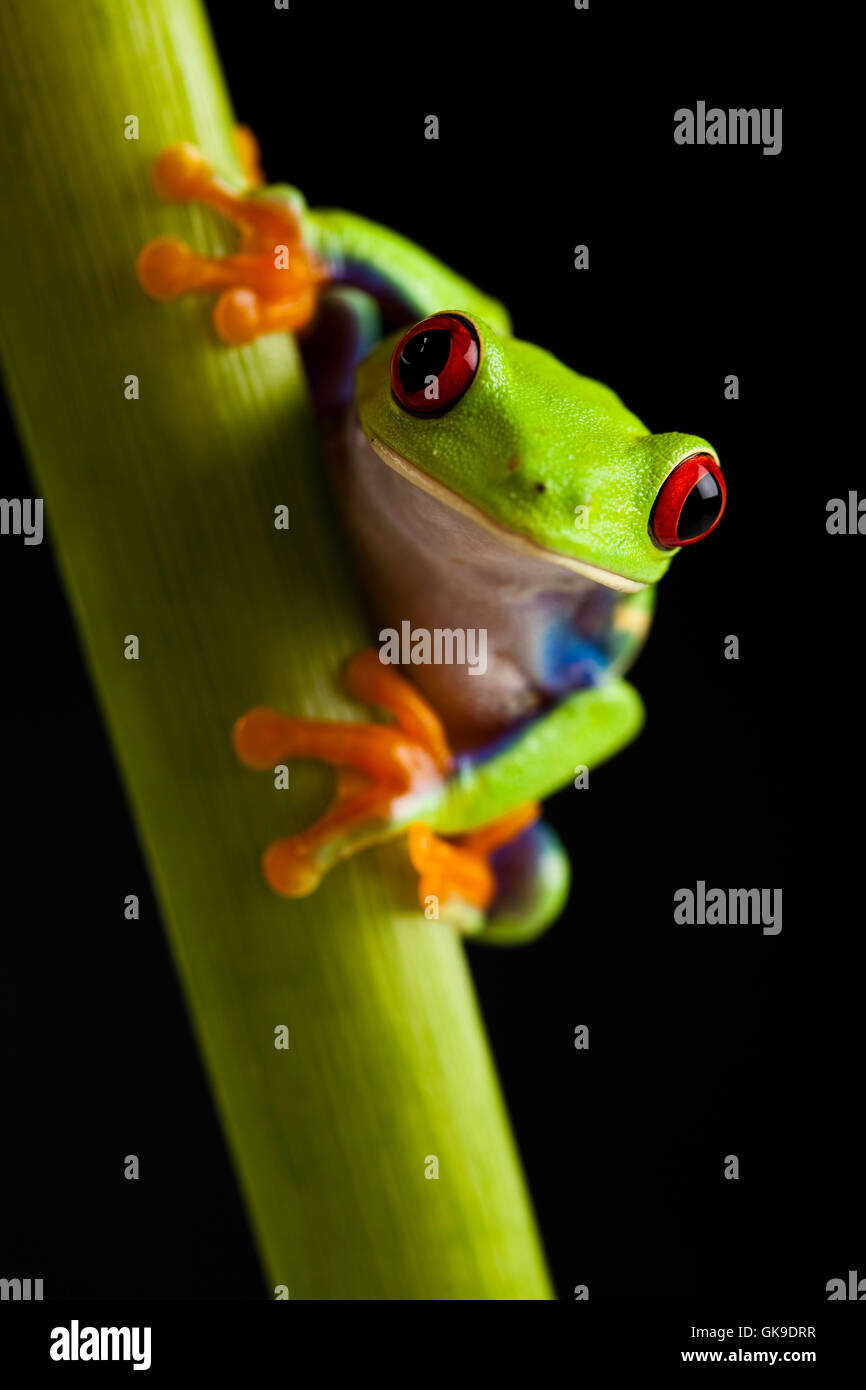 animal pet amphibian Stock Photo - Alamy