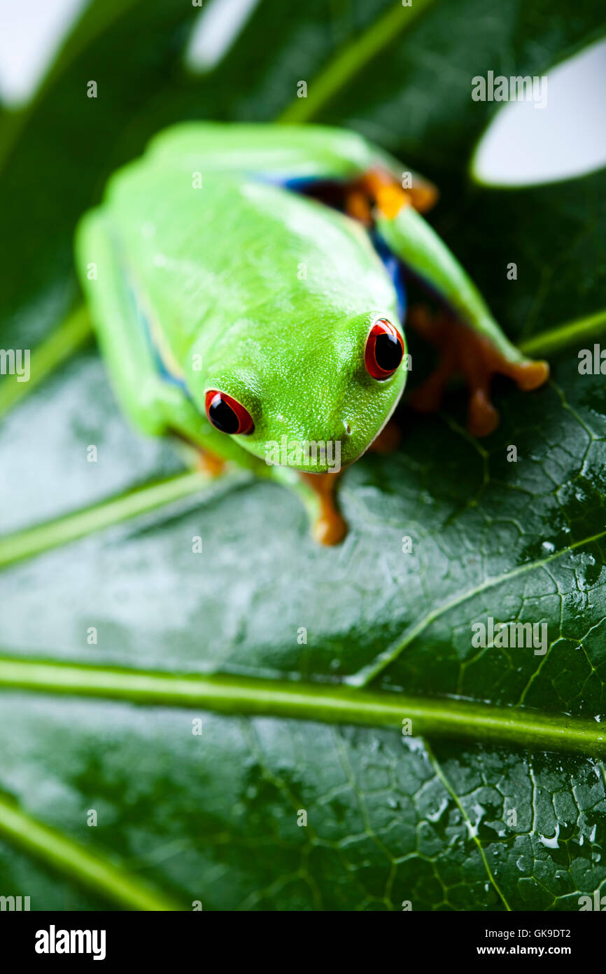 animal pet amphibian Stock Photo - Alamy