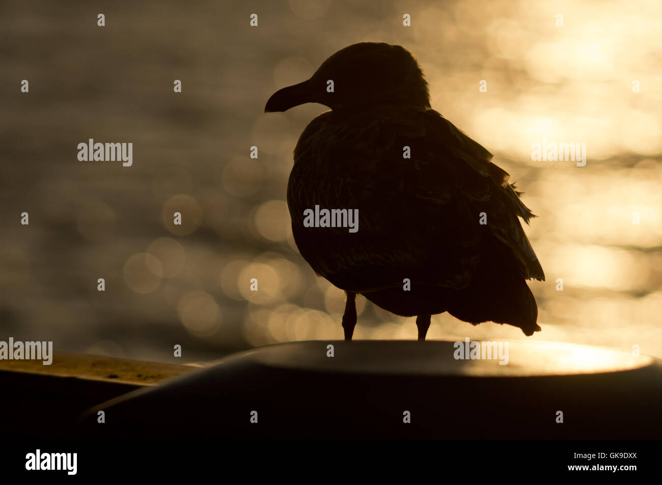 Flying bird shadow hi-res stock photography and images - Alamy